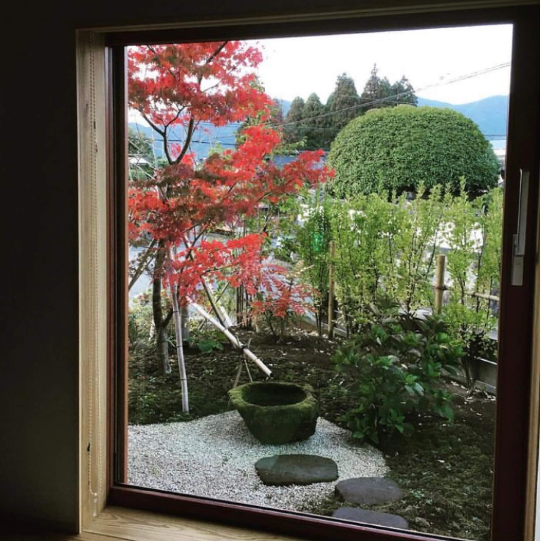 癒しのマイガーデン、おすすめの庭木8選【LEE DAYS club ピンポンマム】 | LEE