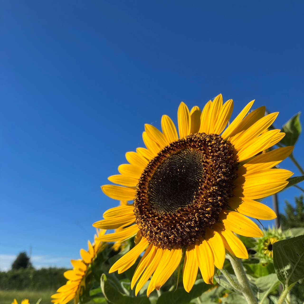 【wellise×コスメジェラート】8月のお題は夏を感じるおやつ | LEE