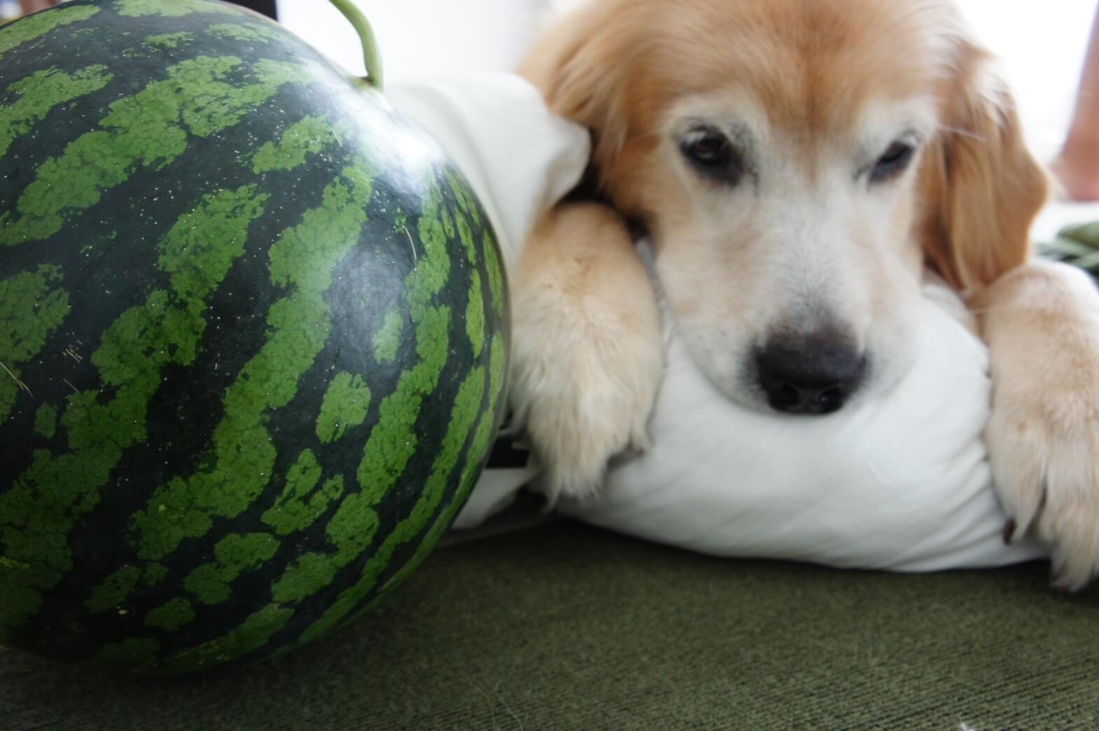 【wellise×コスメジェラート】8月のお題は夏を感じるおやつ | LEE