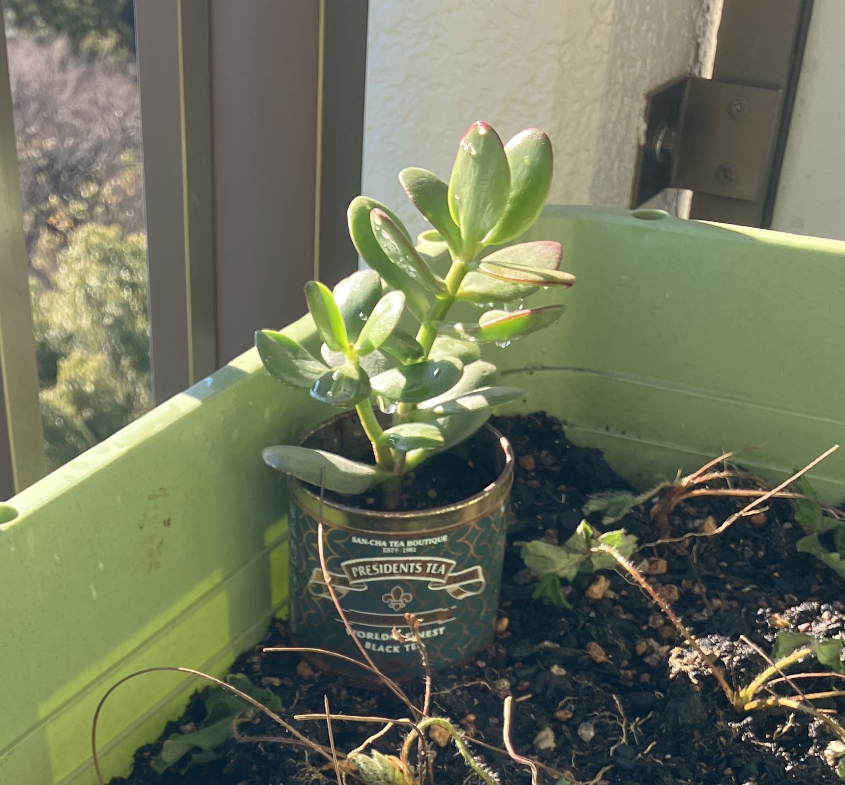 【紅茶の国インド】政府御用達ティーブランド SAN-CHAで天然アロマに癒される♡ | LEE