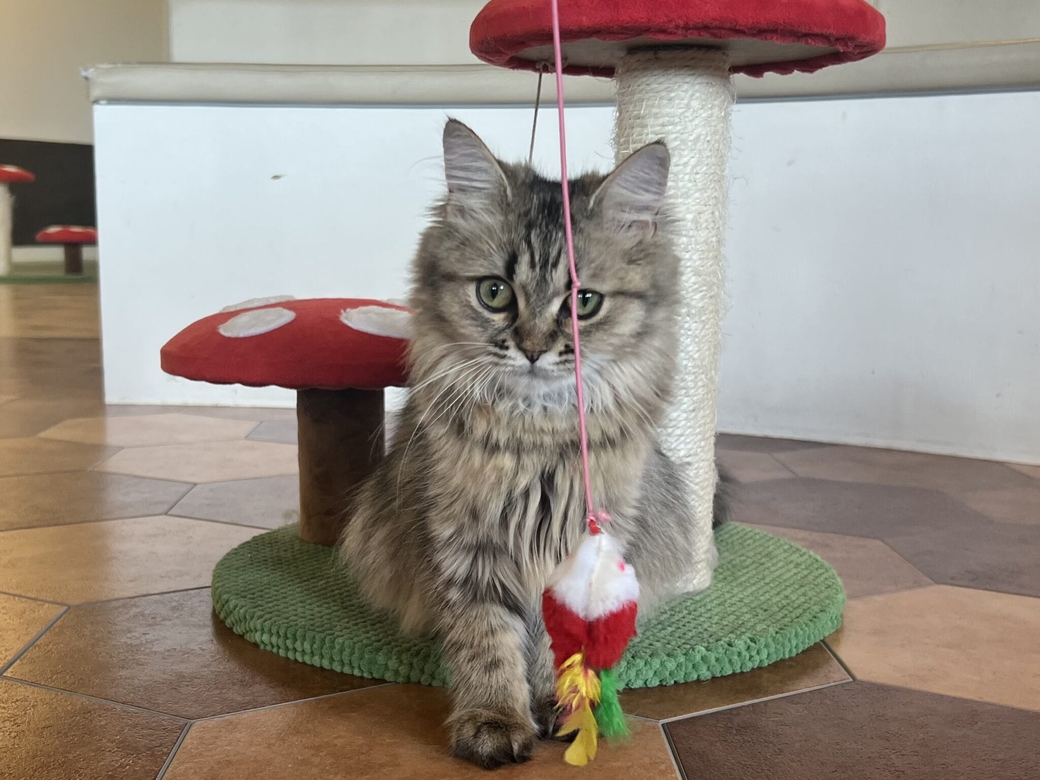 猫アレルギーを乗り越えたかもしれないから、猫カフェ再訪してみた TB icoco | LEE